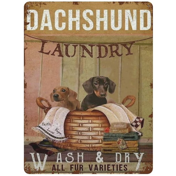 Dachshund