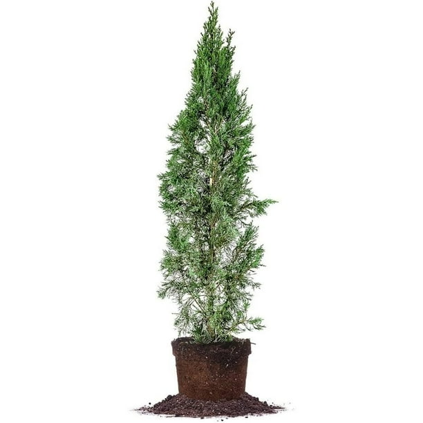 False Cypress Shrub