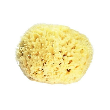 Sea Wool Sponge 3.0-3.5" (large) By Bath & Shower Express Natural ...