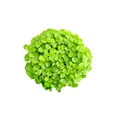 50 SPADELEAF Edible Coinwort Centella Asiatica Gotu Kola Herb Pink ...