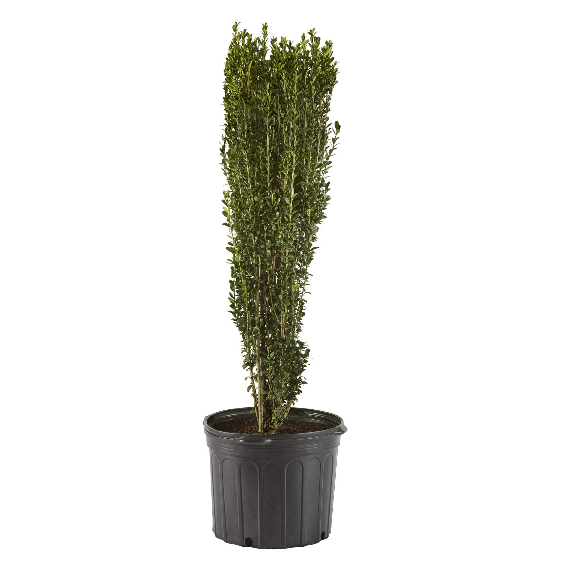 Click here for Shrub Holly Sky Pencil  7 Gallon 7 Gal prices