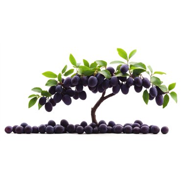 Three Kings Cabbage Tree Seeds for Planting (30 Seeds) - Cordyline ...