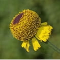 50 ROSILLA Helenium Puberulum Autumn Lollipop Sneezeweed Dogtooth Daisy ...