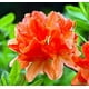 Tangerine Delight Deciduous Exbury Azalea - Very Hardy/Fragrant - 2.5 ...