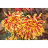 150 TRICOLOR AMARANTHUS PERFECTA Summer Poinsettia Amaranth Flower ...