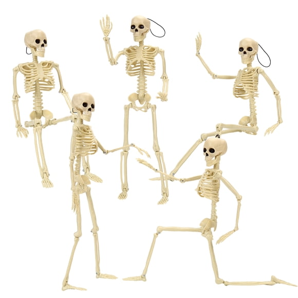 Posable Skeleton
