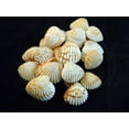Set of 100 Small Brown and White Ark Shells (3/4' - 1") for Beach ...