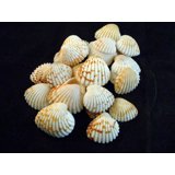 Set of 100 Small Brown and White Ark Shells (3/4' - 1") for Beach ...