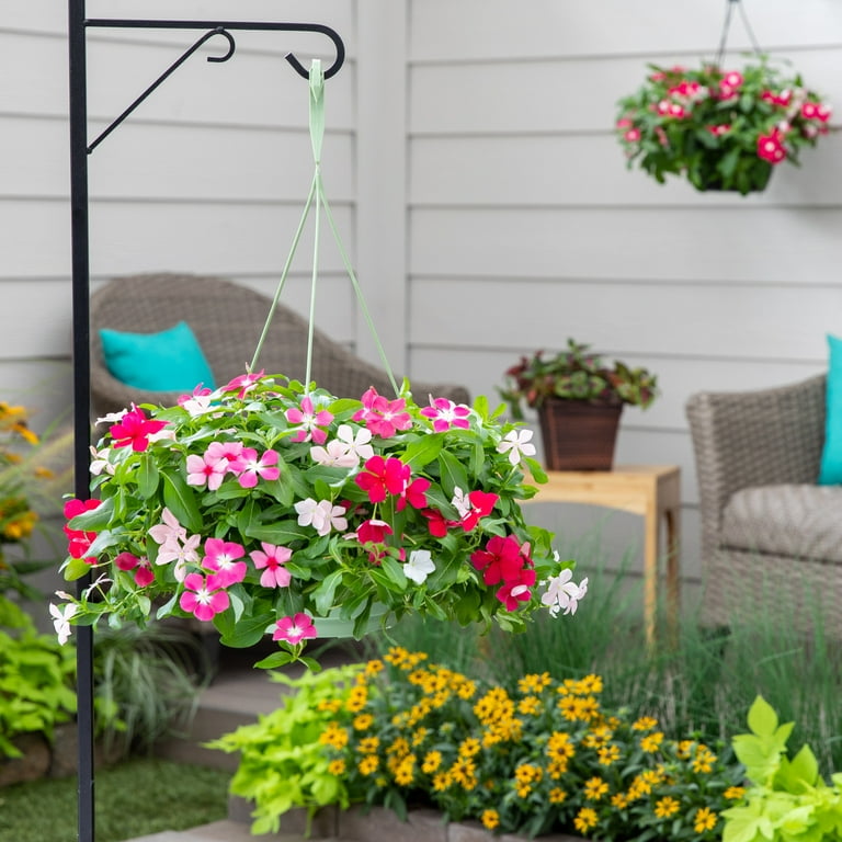 Vinca Flowers In Pots | Best Flower Site