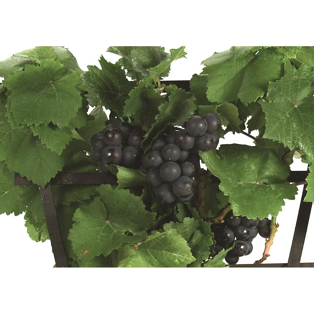 Amazing Pixie Pinot Meunier Grape Vine Plant -2.5" Pot- World's 1st ...