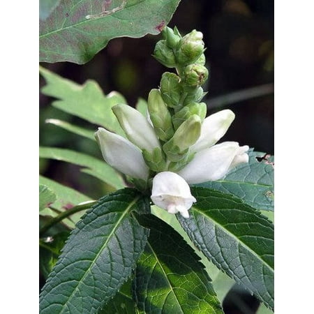 50 WHITE TURTLEHEAD Chelone Glabra Flower Seeds | Walmart Canada