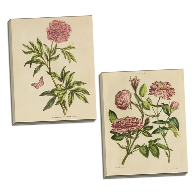 Gango Home Decor Vintage Herbal Botany XVIII v2 Crop & Herbal Botany ...