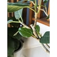 Ficus Audrey Column - Live Plant in a 10 Inch Pot - Ficus Benghalensis ...