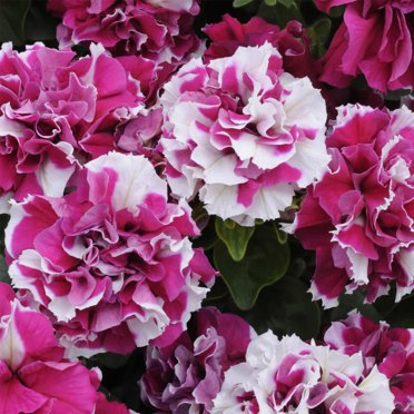 Maverick F1 Series Geranium Flower Garden Seeds - Quicksilver - 100 ...