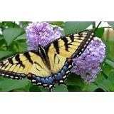 100 MIXED Colors Outdoor Butterfly Bush Buddleia Davidii Flower Shrub ...