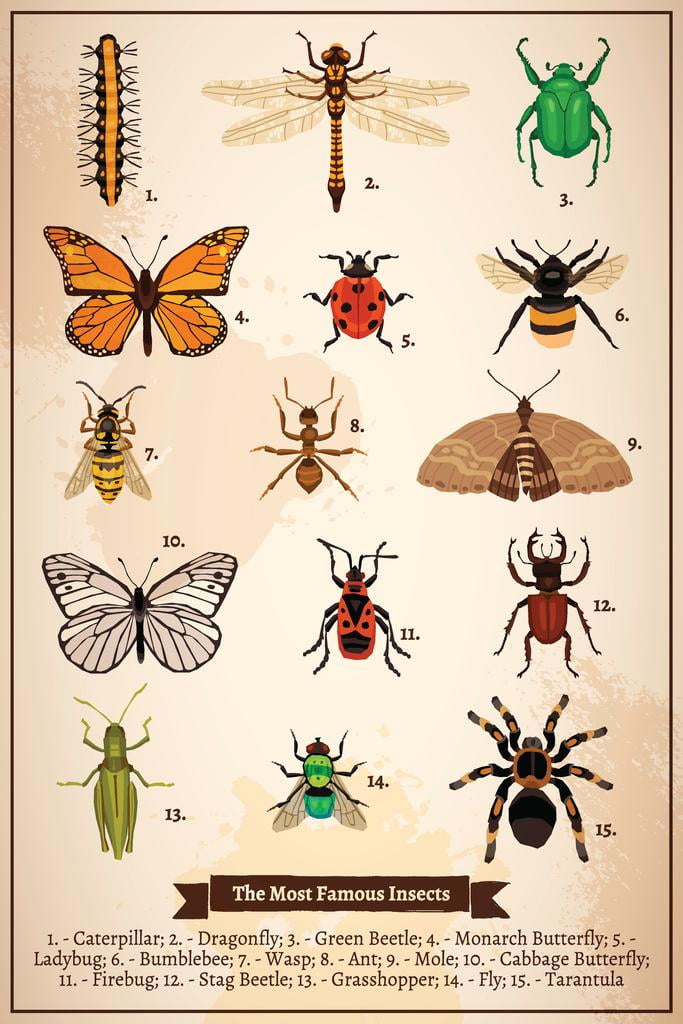 The Most Famous Insects Vintage Book Page Diagram Insect Wall Art of ...