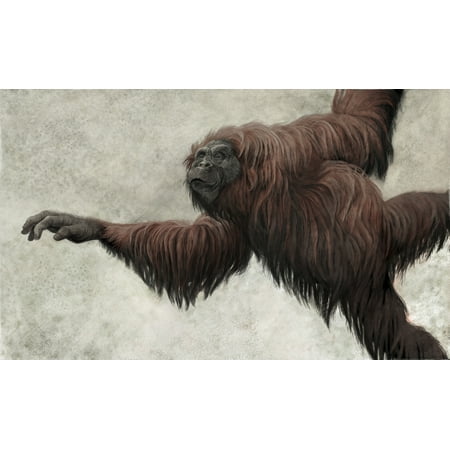 Dryopithecus=Hispanopithecus laietanus, a basal hominidae from the ...