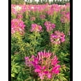 500 Cleome Seeds - Color Fountain Mixed Colors Golden Bee Plant Spider ...