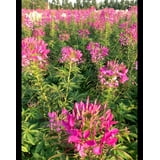 500 Cleome Seeds - Color Fountain Mixed Colors Golden Bee Plant Spider ...