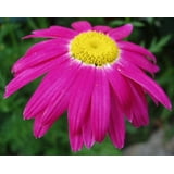 Robinson's Painted Daisy Chrysanthemum Flower Seeds, 100 Mixed Colors ...