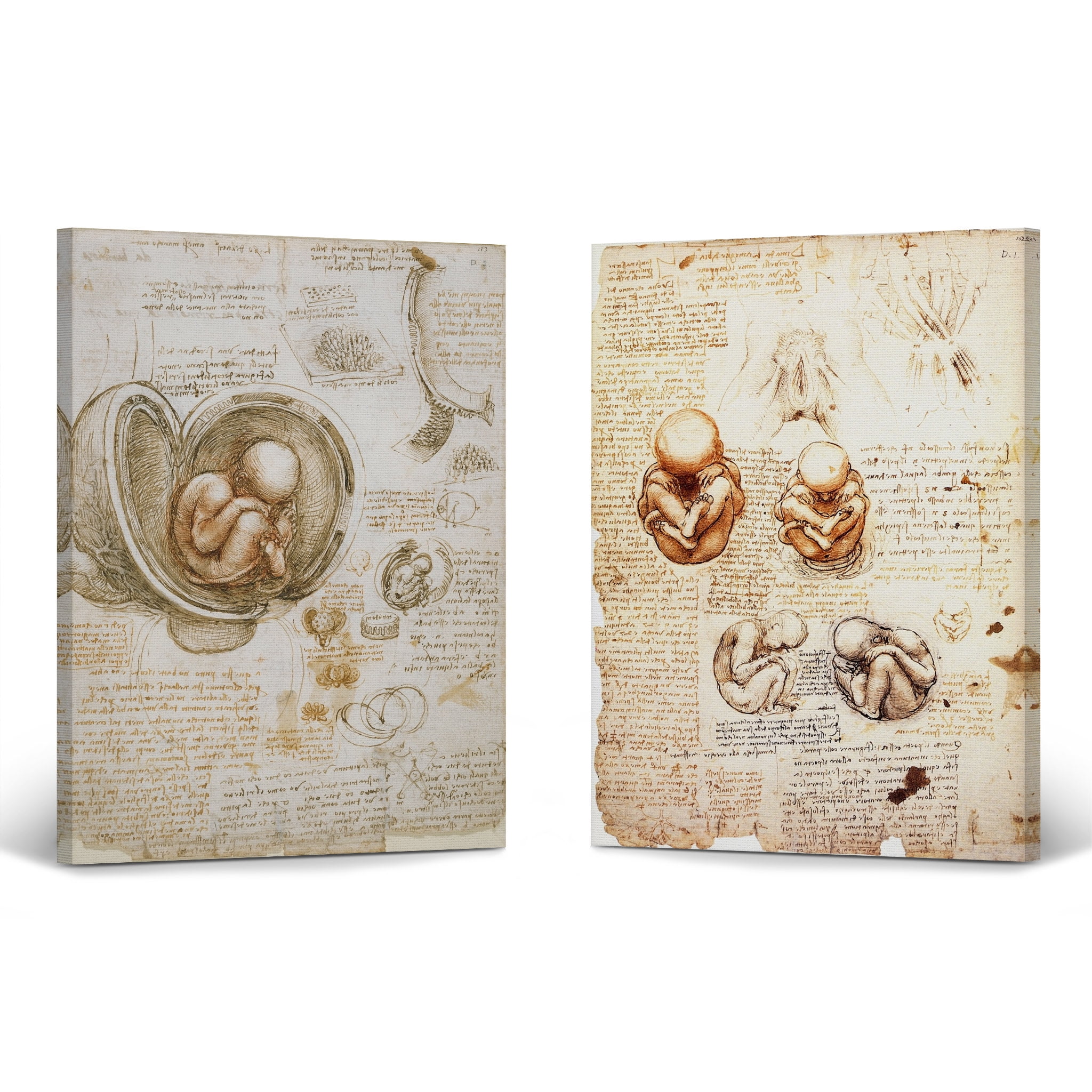 Smile Art Design Foetus in Womb by Leonardo Da Vinci 2 Piece Canvas ...