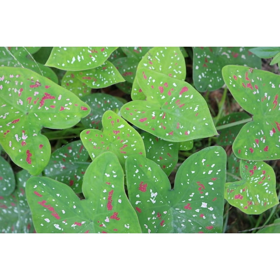 Fancy Green and White Caladium Bulbs for Planting - Easy to Grow ...