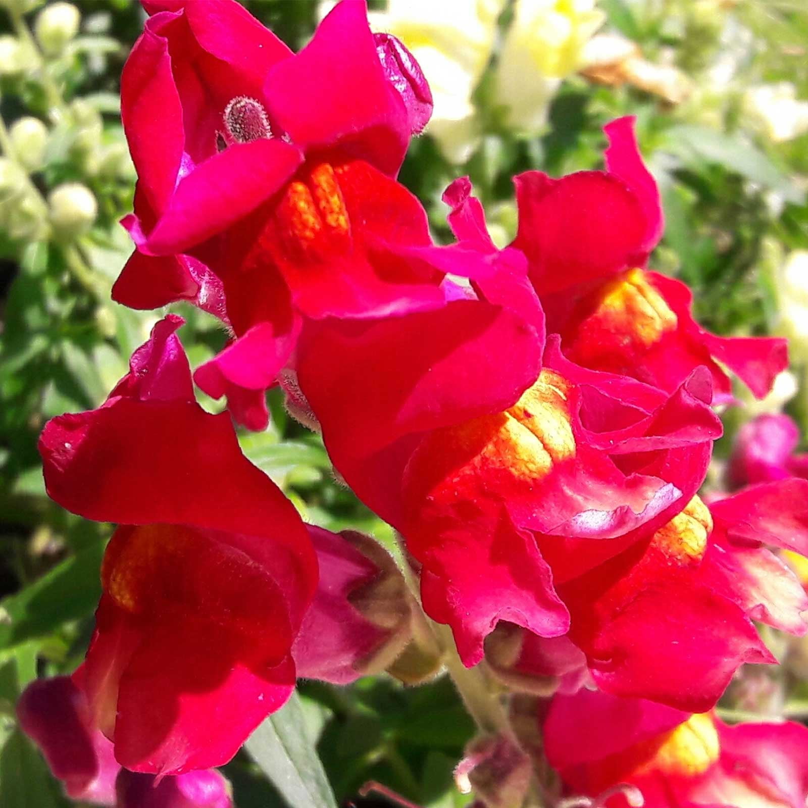 Snapdragon Color Red