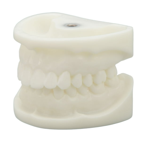 Tooth Model,Tooth Model Educational Simulation White Dental Model ...