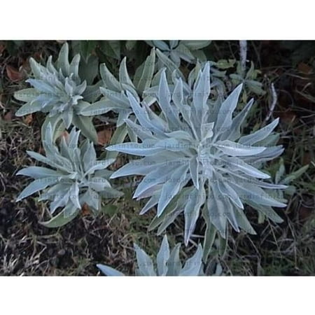 Magic Seeds 1000 Seeds White Sage Artemisia Ludoviciana Make Smudge ...