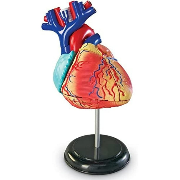Recursos de aprendizaje de modelos de anatomía Corazón humano para ...