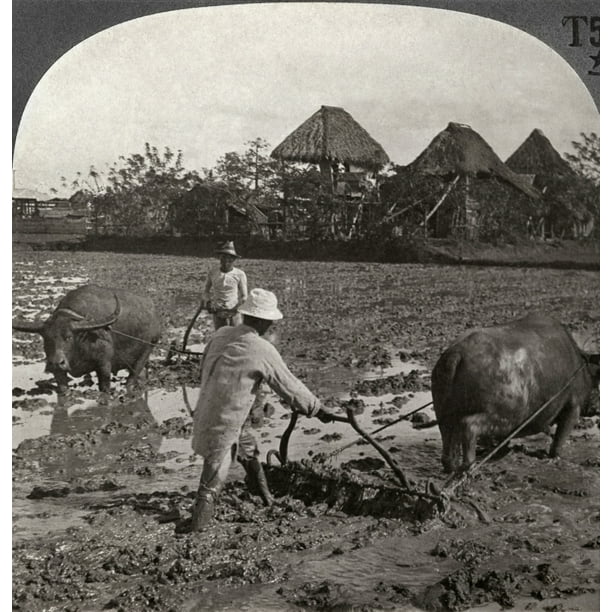 Philippines: Farming. /N'Filipino "Tractors" At Work - Harrowing The ...
