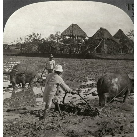 Philippines: Farming. /N'Filipino "Tractors" At Work - Harrowing The ...