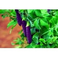 Purple Pod Pea Seeds for Planting - 15 Rare Seeds - Heirloom and Non ...