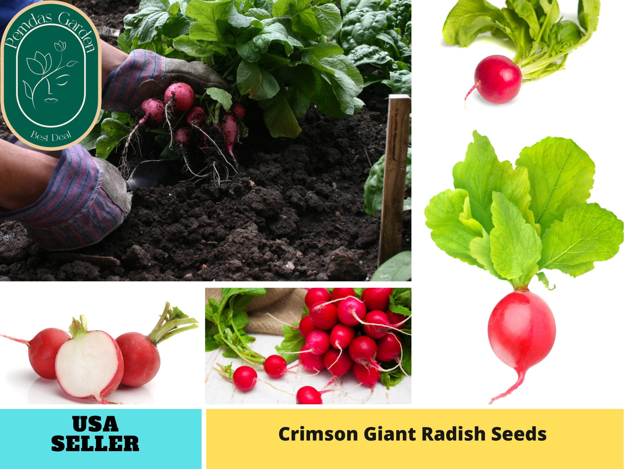 100+ Seeds| Radish Seeds, Crimson Giant - Authentic Seeds ~ GMO Free ...