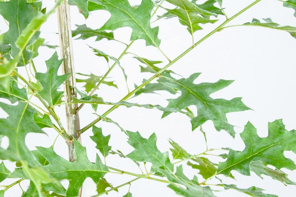 5 Gal. Nuttall Oak - Fast Growing Shade Tree - Showy Fall Colors ...