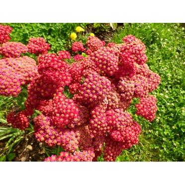 1000 GOLDEN WAVE COREOPSIS (Goldenmane Tickseed) Coreopsis Basalis ...