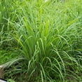 10 Live Lemon Grass Plants for Outside, Lemongrass Plants Live, No Pot ...