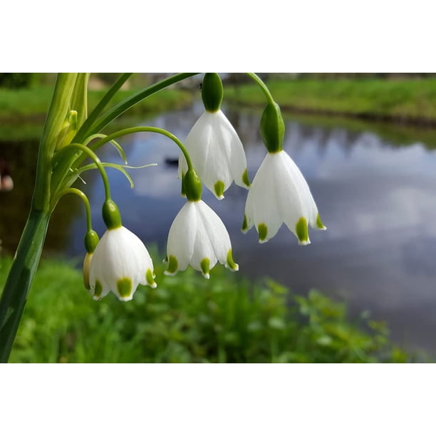 2 Summer Snowflake Bulbs for Planting - Stunning White Weeping Flowers ...