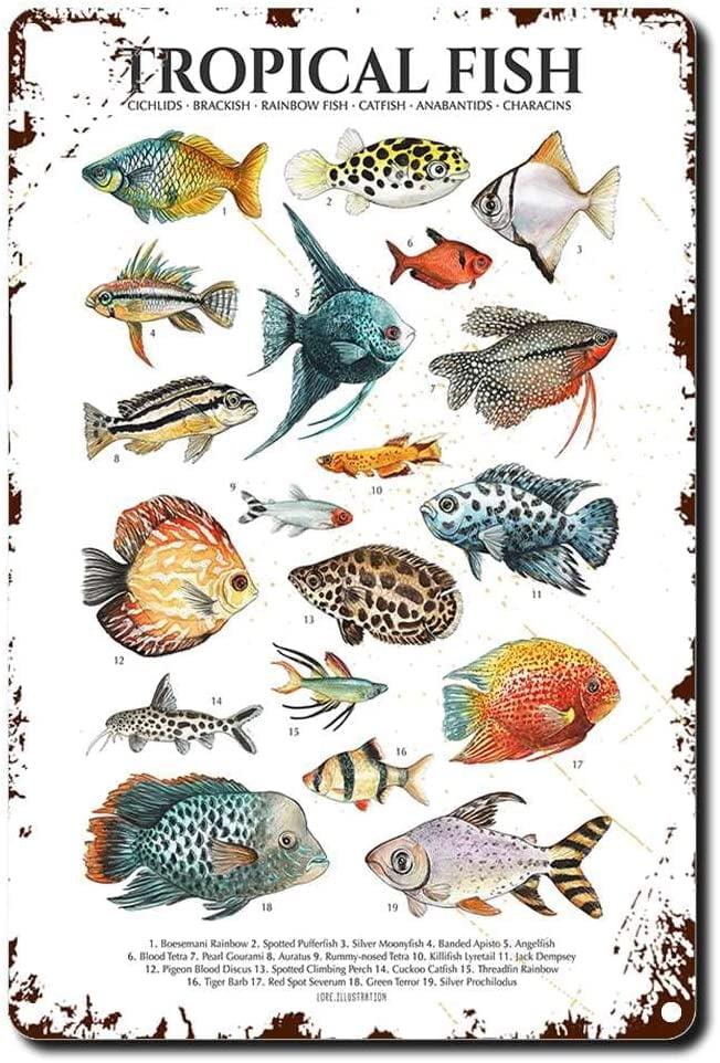 Tropical Fish Chart Poster