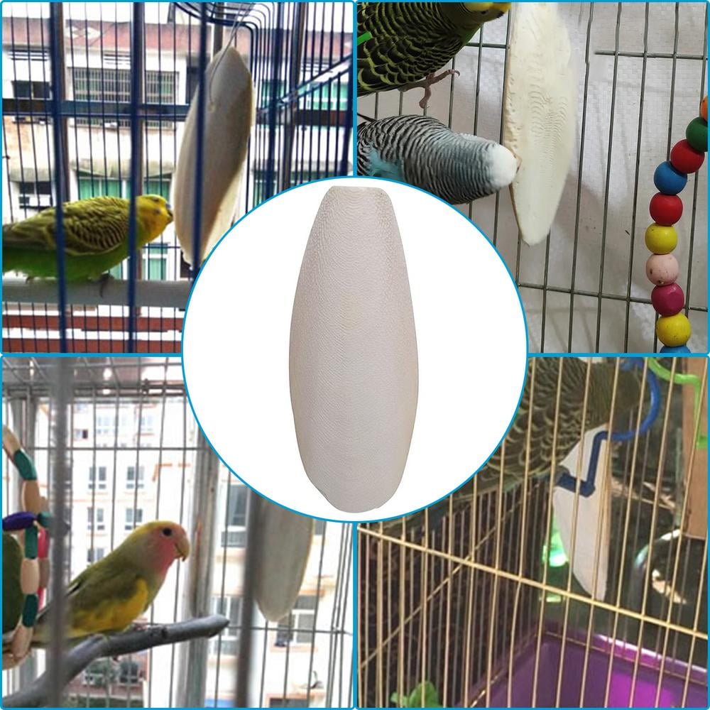Buy Fovolat 10pcs Cuttlebone for Birds|Parrot Chewing Cuttle Bone for ...