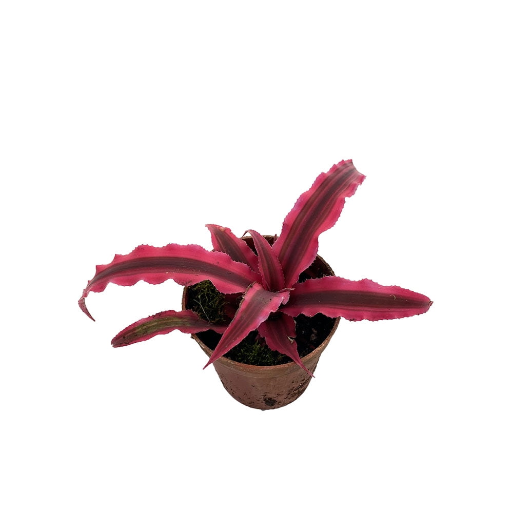 Craft Supplies & Tools Bromeliad Bloom Burgundy Cryptanthus 3 Pot ...