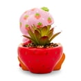 Strawberry Shortcake 4-Inch Ceramic Mini Planter With Artificial ...