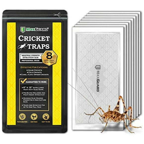 Spider Cricket Traps