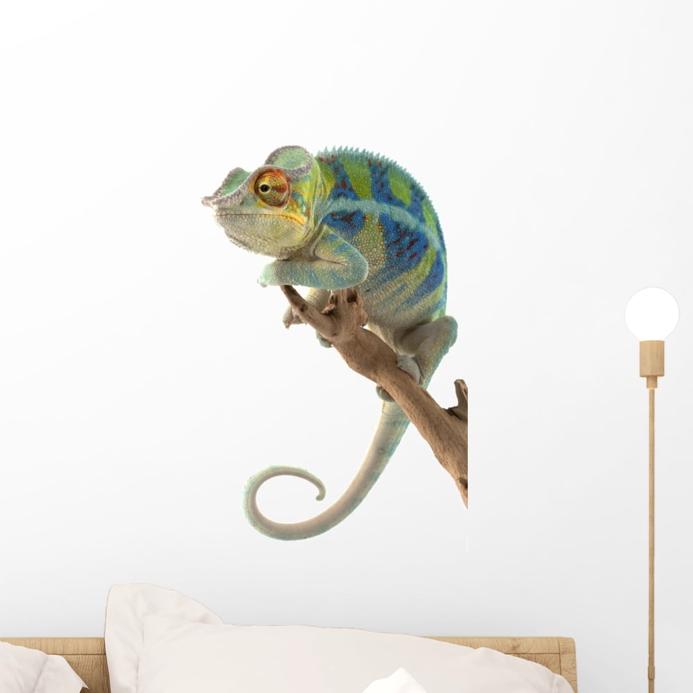 Ambanja Panther Chameleon Wall Decal by Wallmonkeys Peel and Stick ...