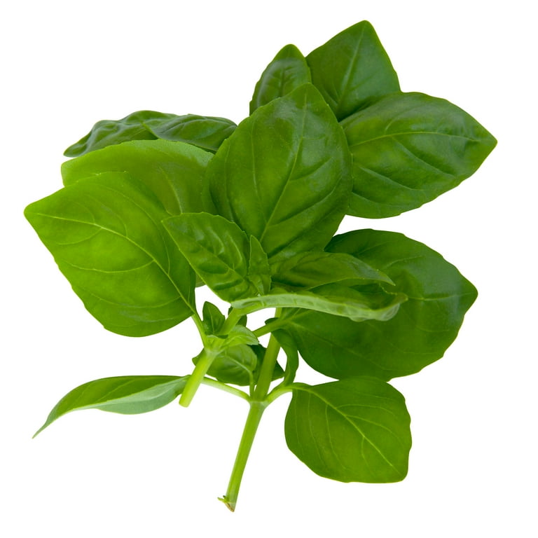 Fresh Basil Leaves Walmart