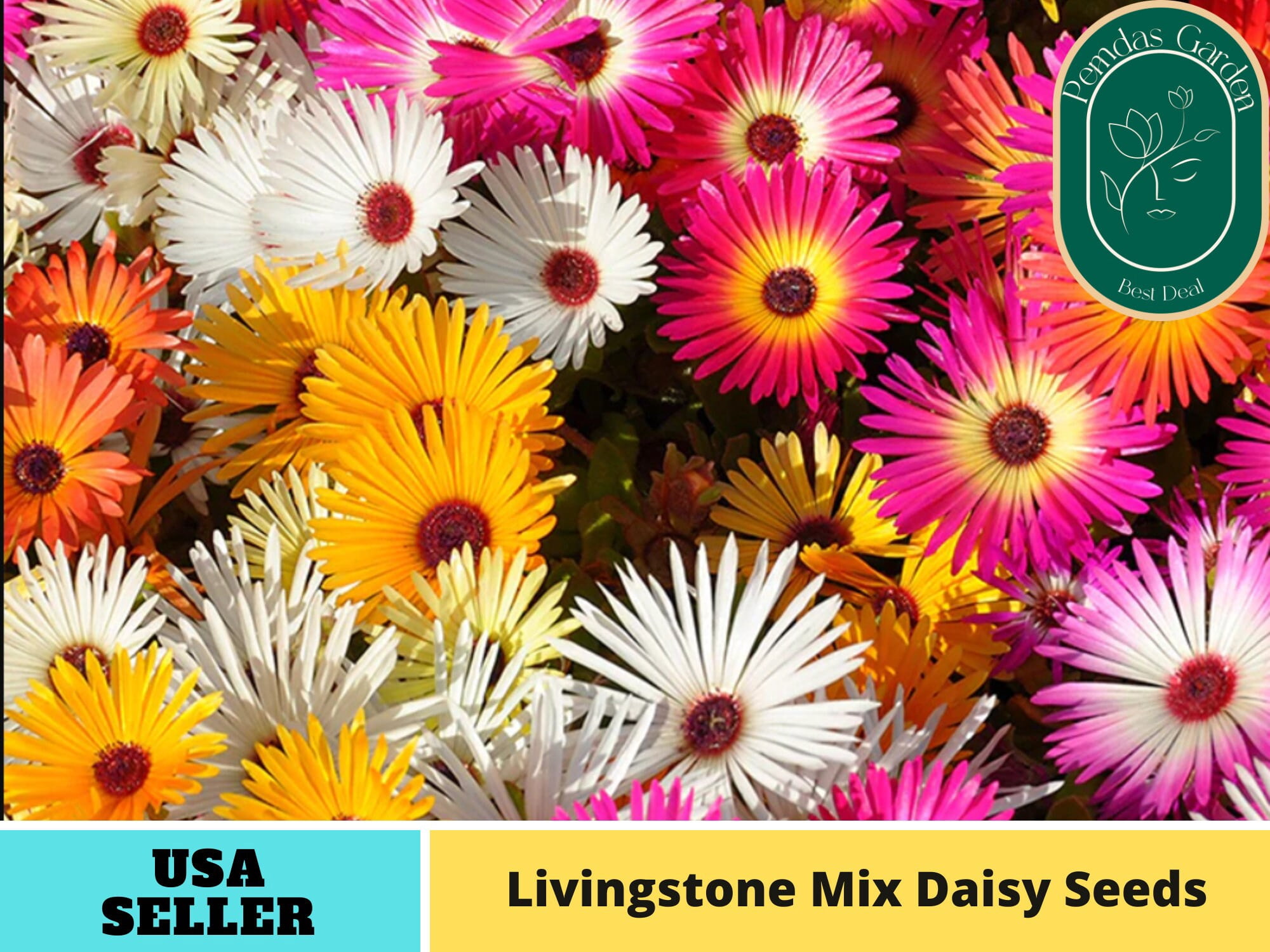 100 Seeds| Livingstone Mix Daisy Seeds (Ice Plant) - Authentic Seeds ...