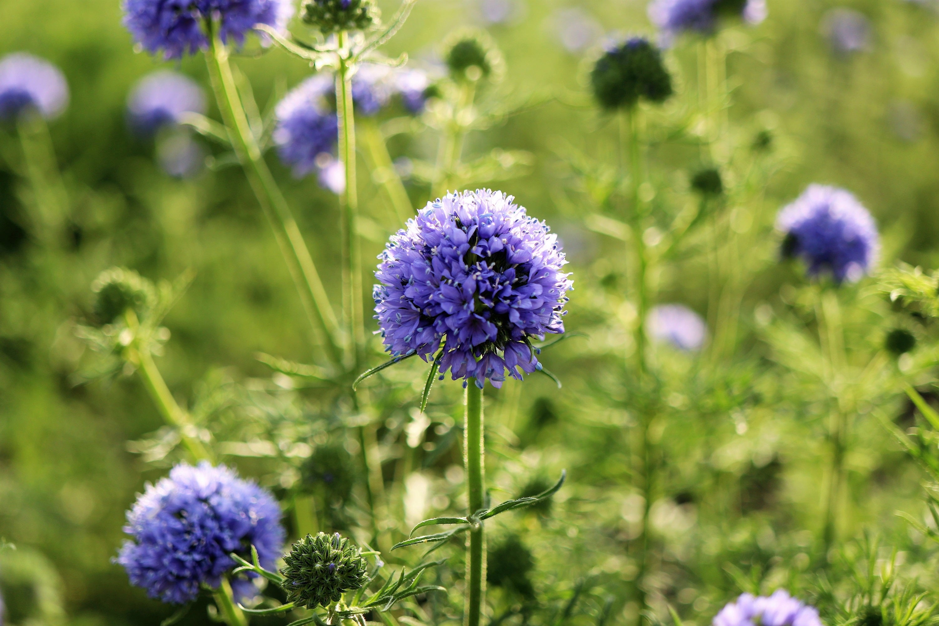 1500 GLOBE GILIA Bluehead Gilia Capitata Thimble Flower Seeds - Walmart.com