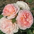Fragrant Heirloom Roses Rose Bush - Double Bliss Floribunda, Potted ...