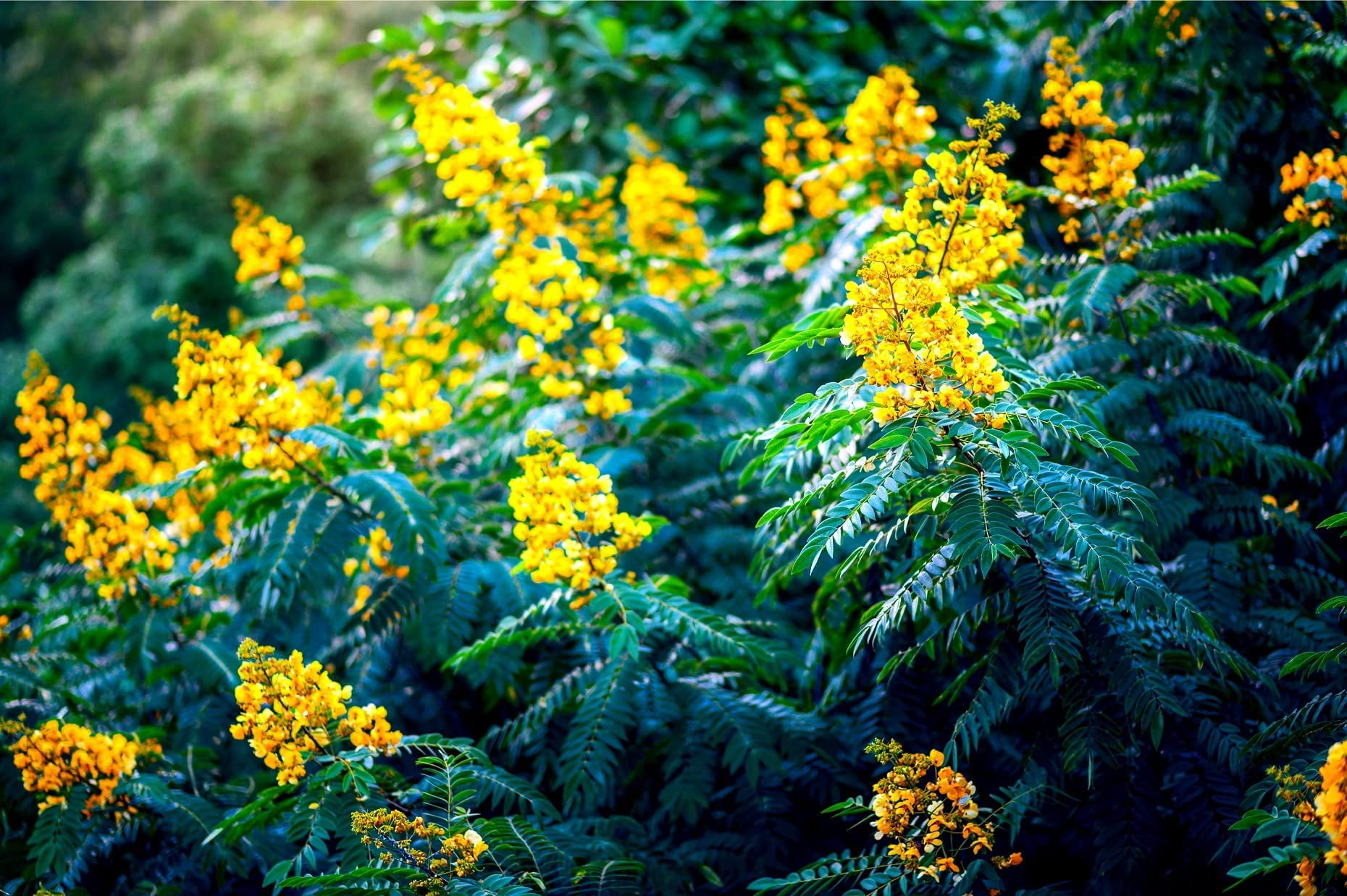 30 American Senna Seeds - Senna hebecarpa - Walmart.com