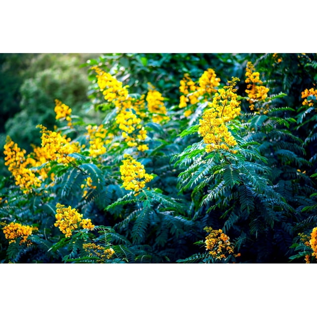 30 American Senna Seeds - Senna hebecarpa - Walmart.com